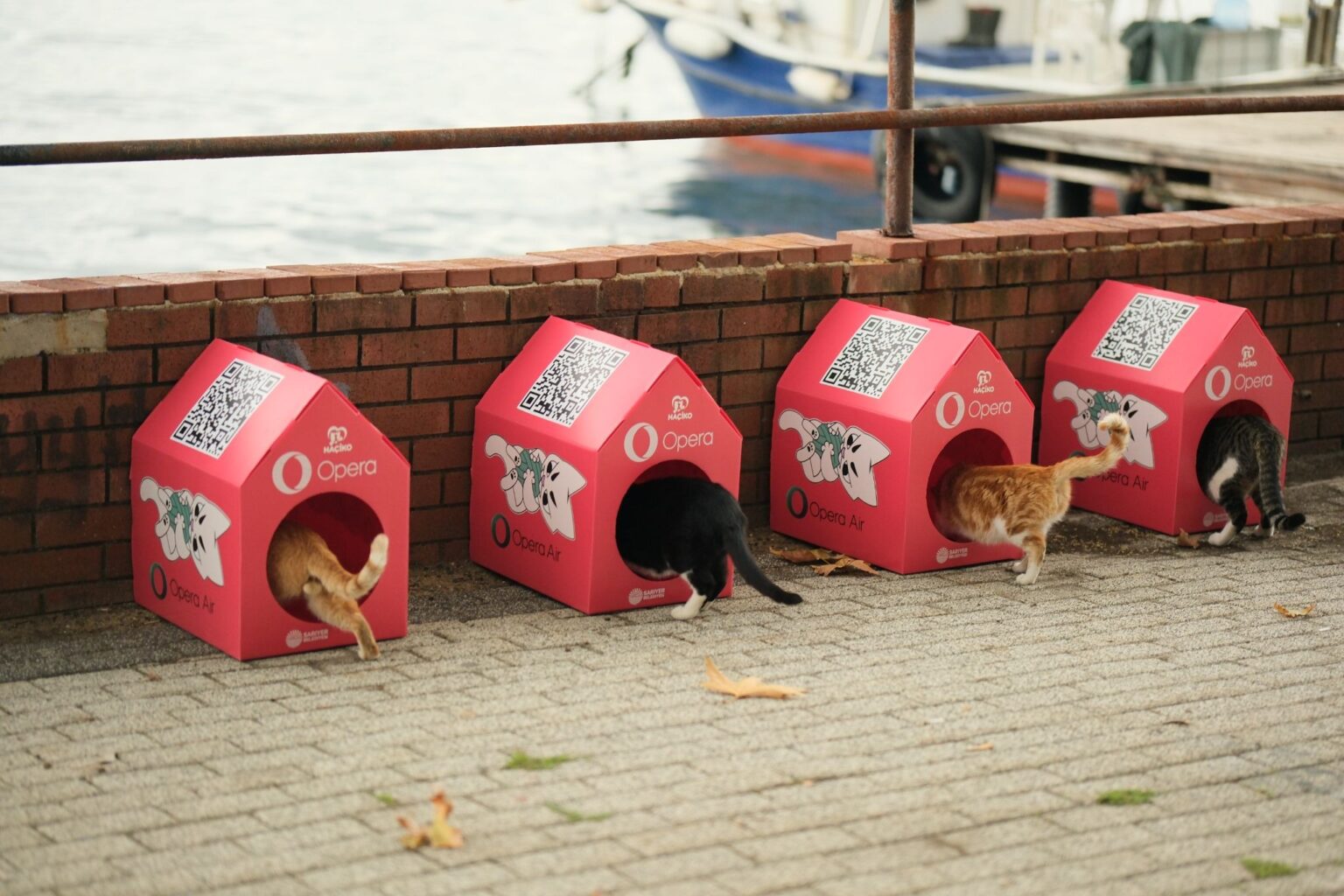 Opera Air is now home to a friendly stray cat - Blog | Opera News